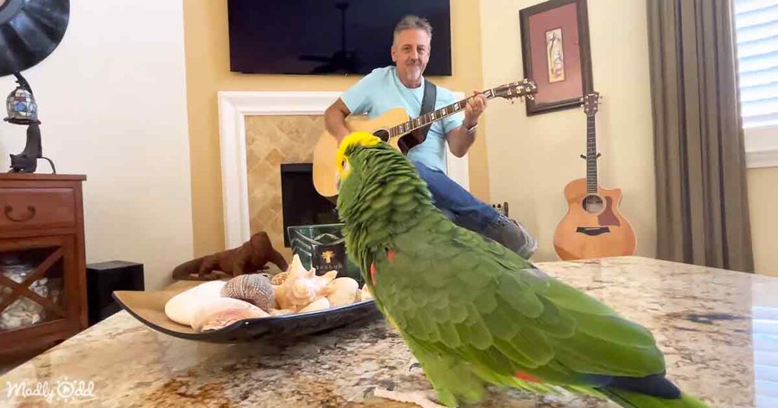 Tico Tweets a Tribute: Bird Sings Beautiful Rendition of David Crosby’s ...