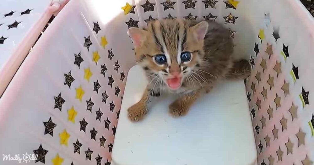 Woman’s Daring Wild Cat Rescue Caught On Cam – Madly Odd!