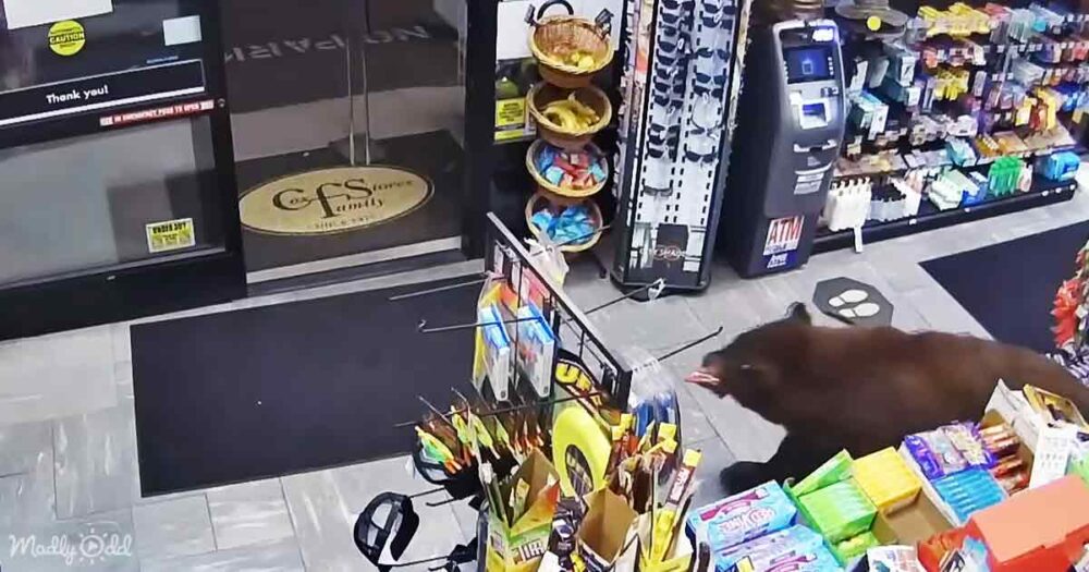 Grin and Bear It: 500-Pound Candy Bandit Strikes Gas Station REPEATEDLY ...