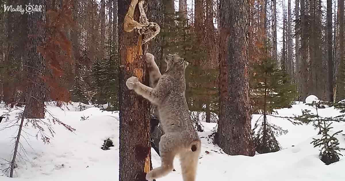 Rare Footage of Elusive Golden Eagle, Lynx, and Wolverine – Madly Odd!