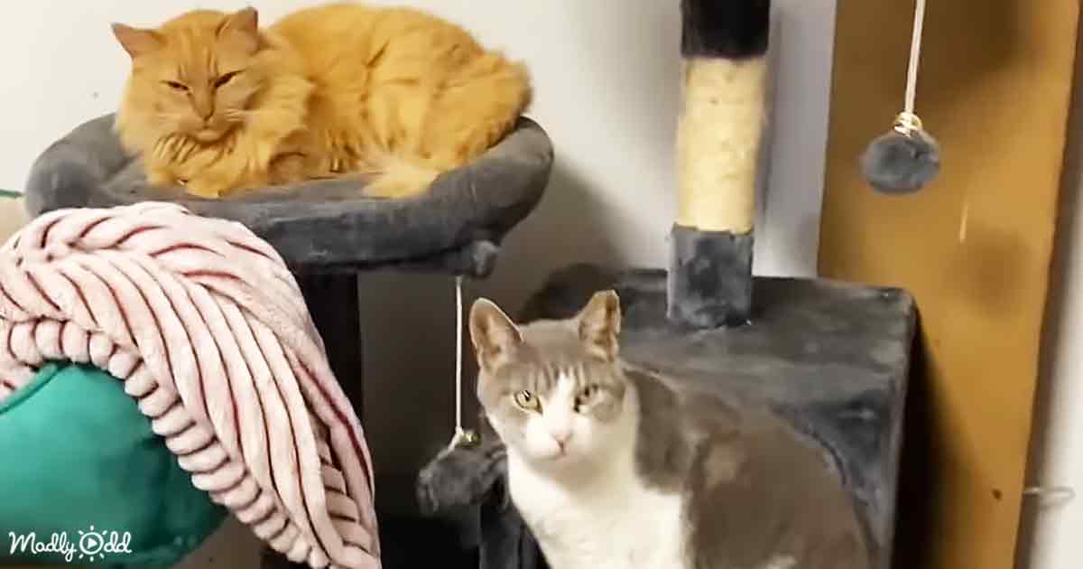 Woman saves so many cats, she HAD to build them their own house – Madly ...