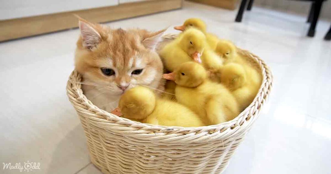Baby ducks become best friends with ginger cat & bunnies – Madly Odd!