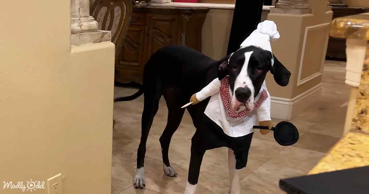 Great Dane Chef’s Fun Dog Cookie Tour