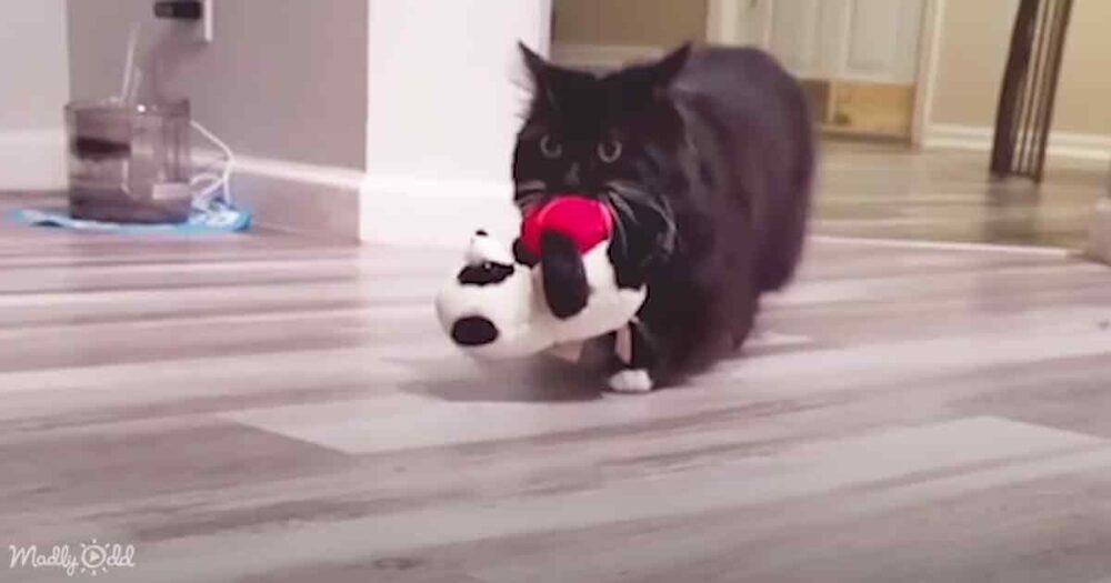 Hidden Camera Catches Cat Stealing Toys – Madly Odd!