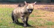 Mini Hyena Gives Her Rescuer a Heartfelt ‘Thank You’ Before Returning ...