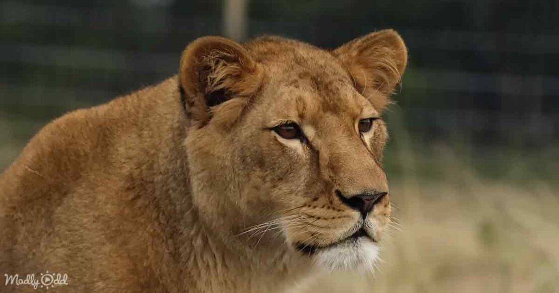 Race to Save Endangered Big Cats – Madly Odd!