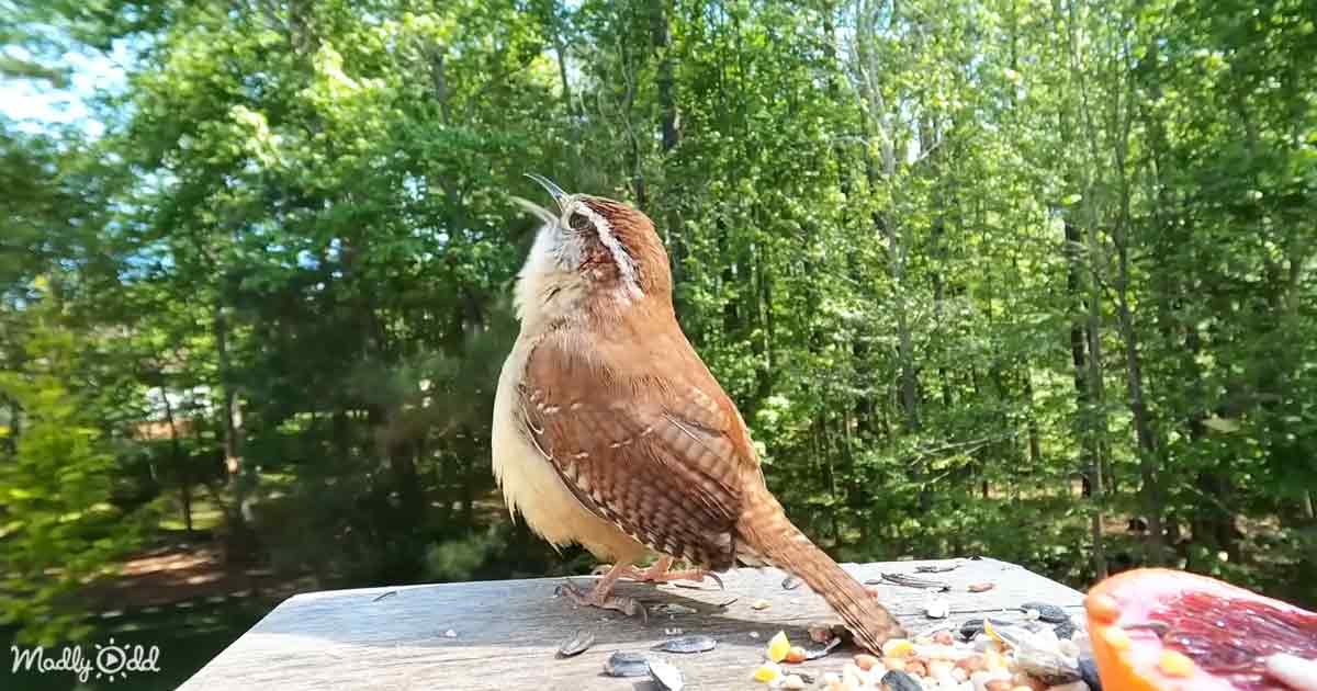 The Bossy, Busy, and Beloved Backyard Bird With A Song To Match – Madly ...