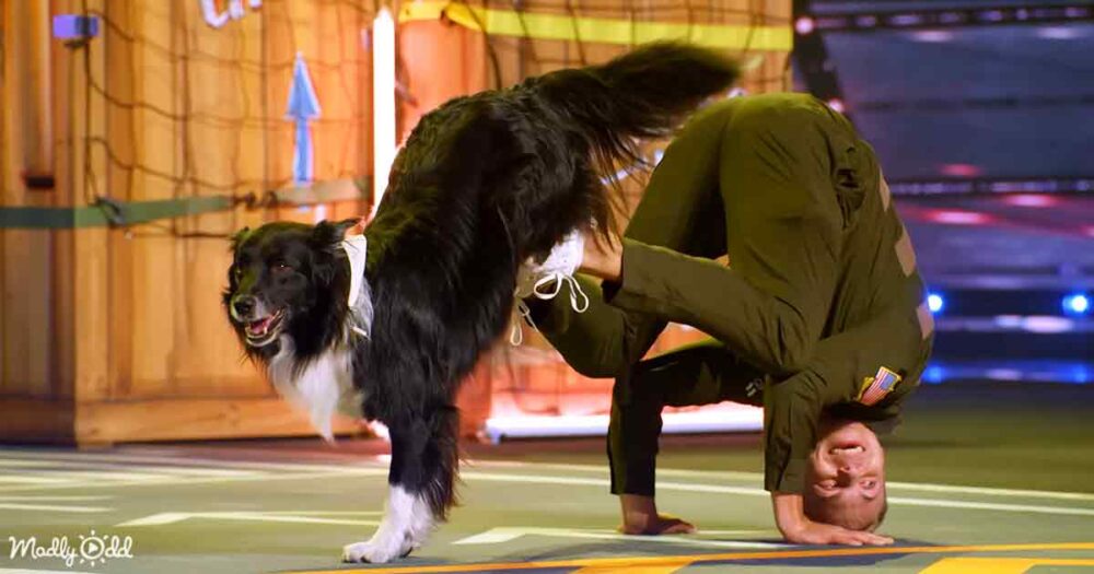 The Most Incredible Dog Performance You Will Ever See on AGT – Madly Odd!