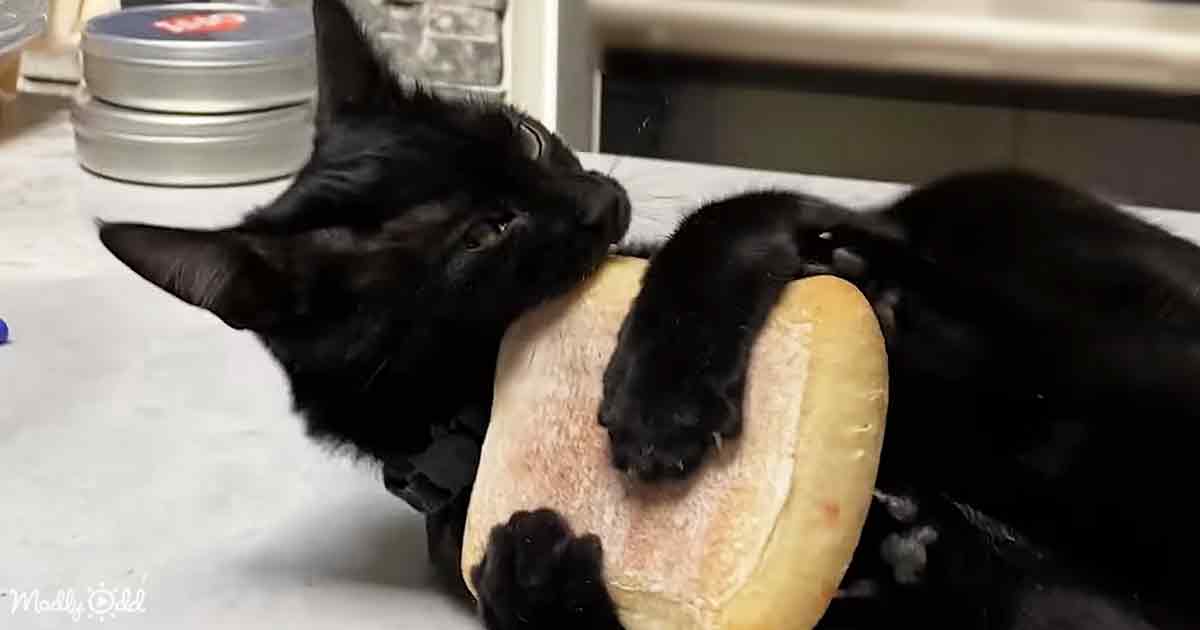 Sparkle the cat Loves Her Ciabatta Rolls