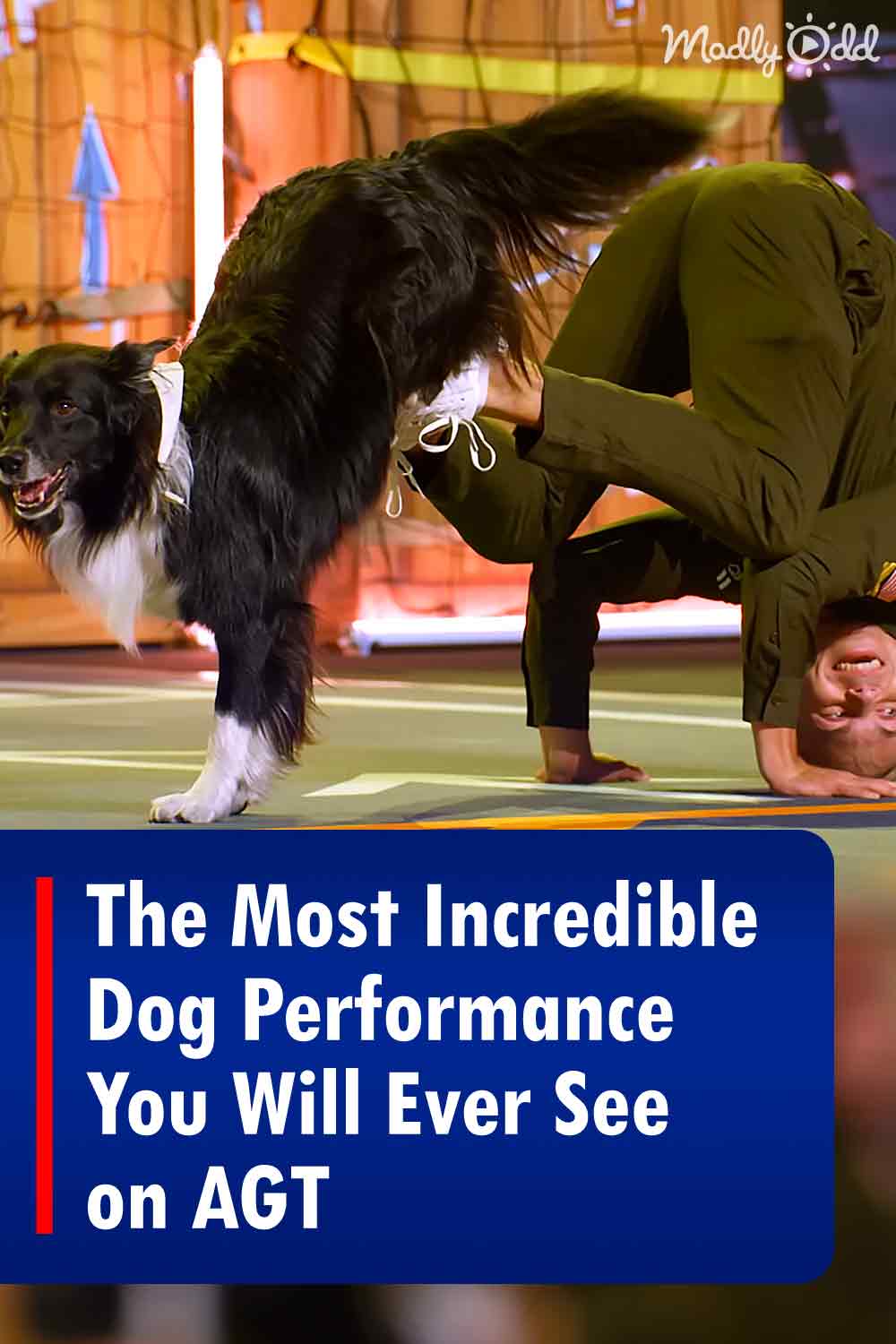 The Most Incredible Dog Performance You Will Ever See on AGT – Madly Odd!