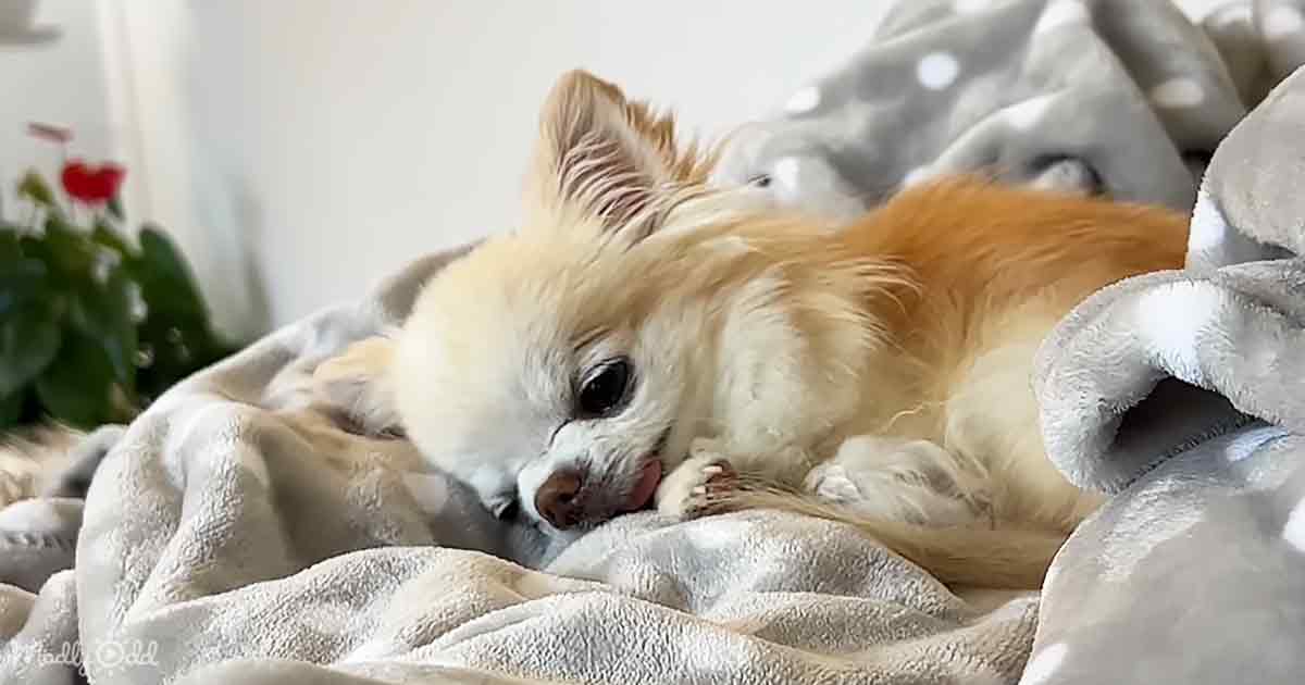 A peek into the life of a tiny Chihuahua named Cedric – Madly Odd!