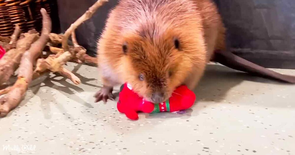 Baby Beaver Astonishes with Genius-Level Object Recognition – Madly Odd!