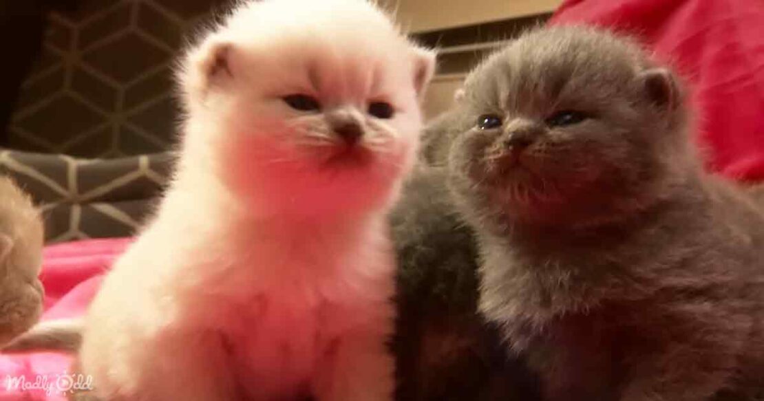 British Shorthair Expertly Trains Kittens in Workplace Skills – Madly Odd!