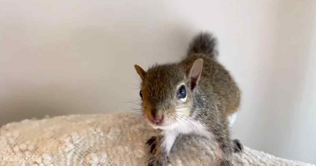 Brucey the Baby Squirrel’s Peek-a-Boo Will Brighten Your Day – Madly Odd!