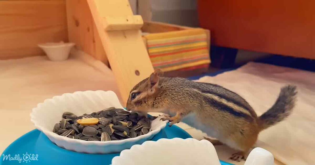 Chucky the Chipmunk: Internet’s New Adorable Sensation – Madly Odd!