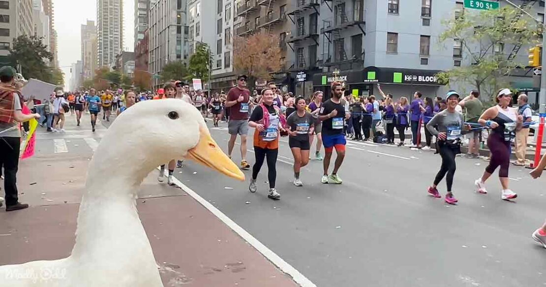 Duck’s daring dash: waddling wonder wins marathon medal and hearts ...