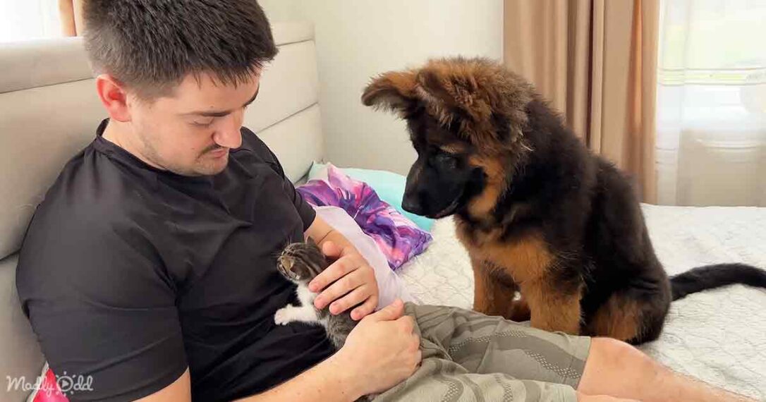 German Shepherd Puppy’s Adorable Reaction to Cuddling Tiny Kitten ...