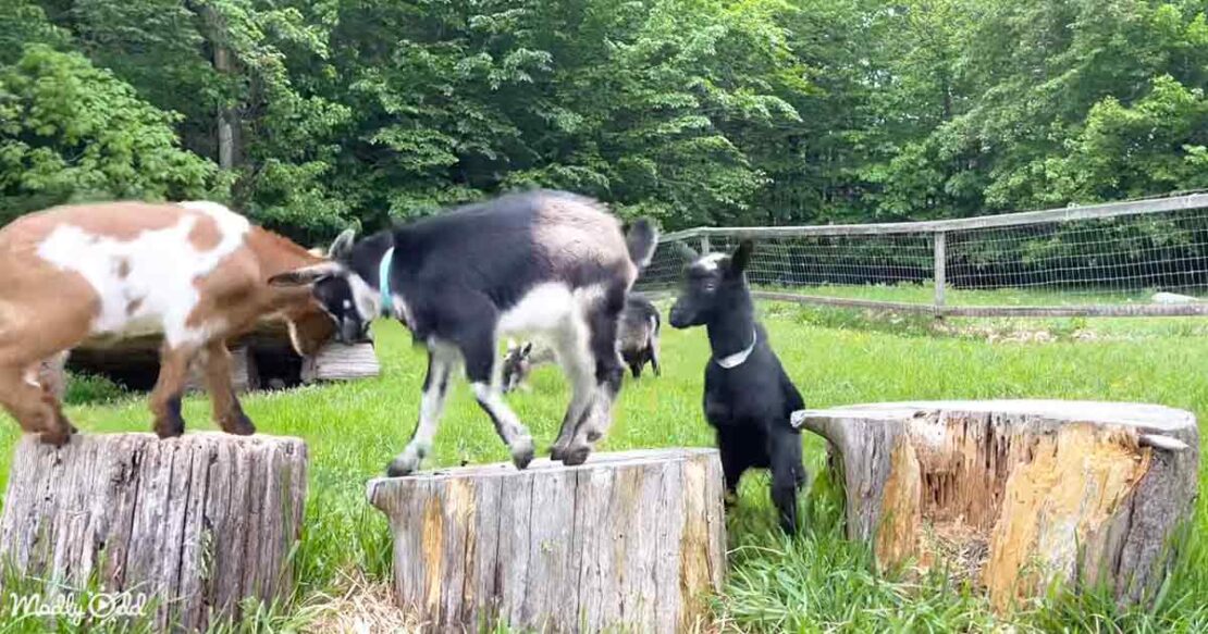 Get Ready for a Lift: Hilarious Goat Playtime! – Madly Odd!