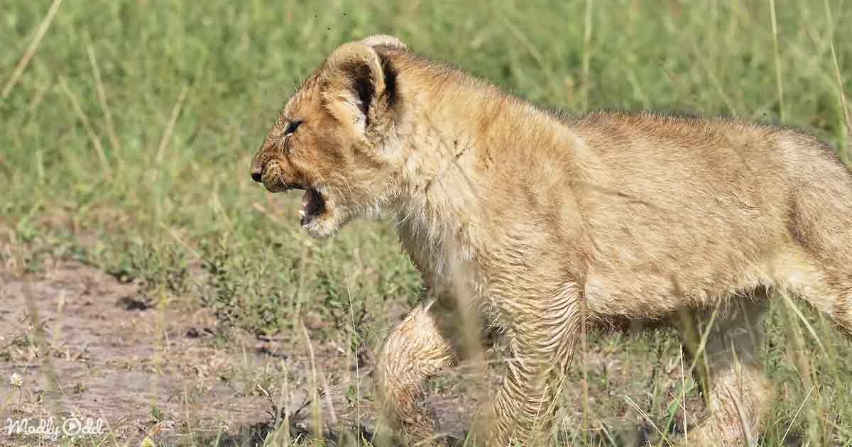 Lost lion cub calls for mom and tugs heartstrings – Madly Odd!