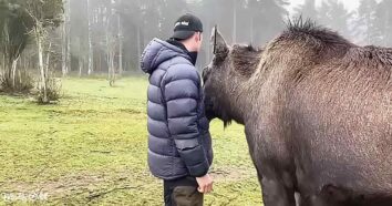 Man finds friendship in 1,322-pound emotional support moose – Madly Odd!