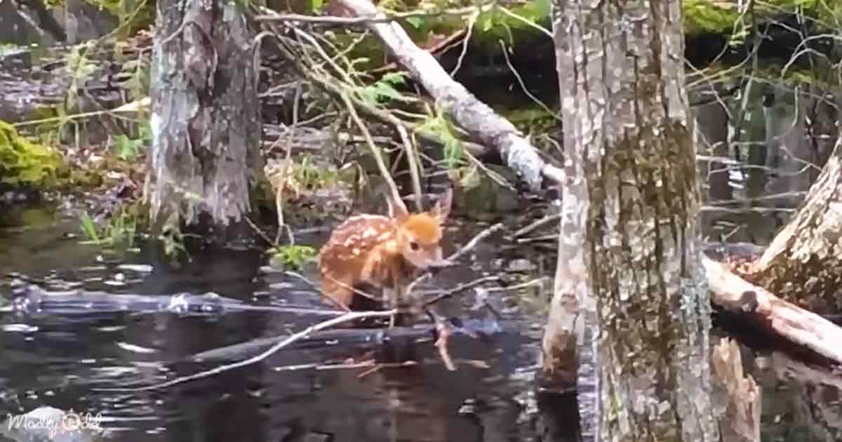 Orphaned baby deer’s touching plea for help – Madly Odd!