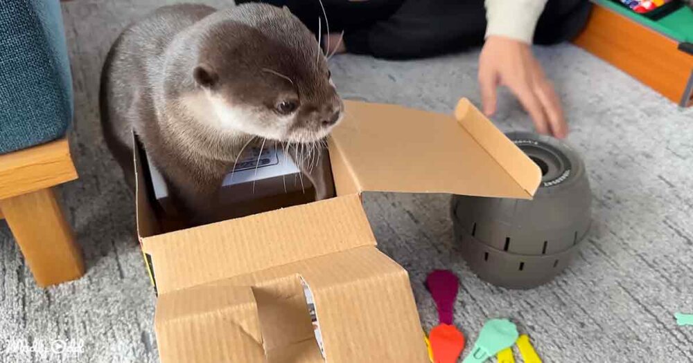 Otter couple’s adorable reactions to Dino’s roar go viral – Madly Odd!