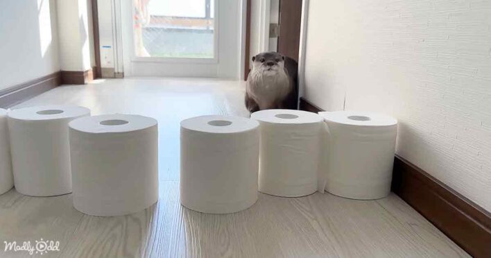 Otters Hilariously Attempt the Toilet Paper Challenge – Madly Odd!