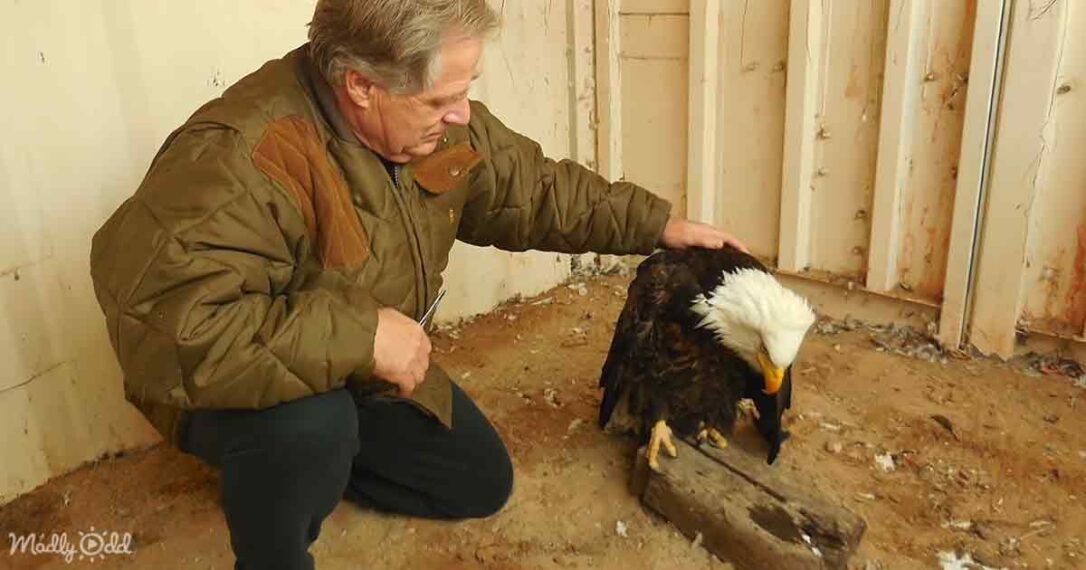 The Unstoppable Bald Eagle That Refused to Give Up in the Face of ...