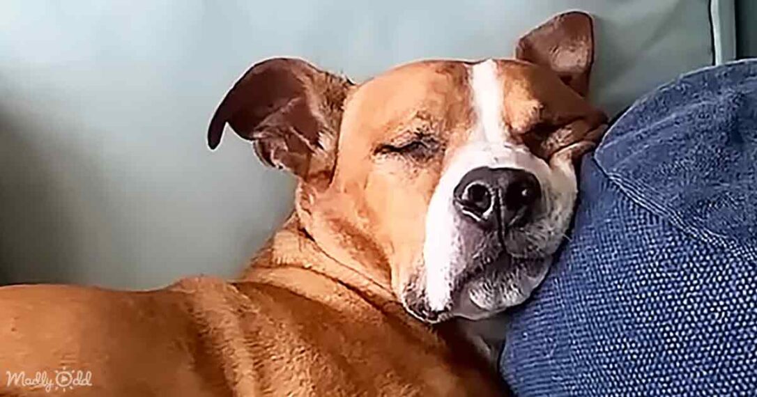 The emotional story of a dog chained up for 1 year