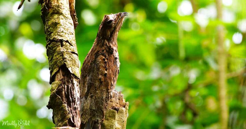 This Bird Looks Like A Cartoon, But Acts Like A Stick – Madly Odd!