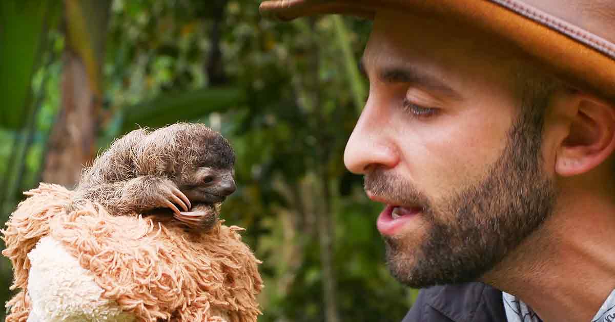 World’s Cutest Baby Sloth Guaranteed to Make You Aww – Madly Odd!