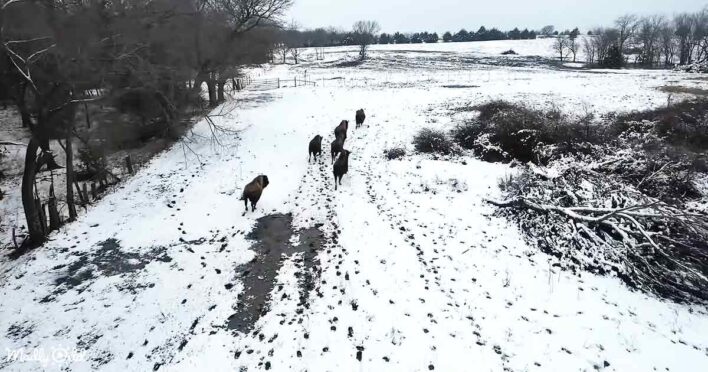 Stunning Drone Footage of Bison Frolicking in the Snow – Madly Odd!