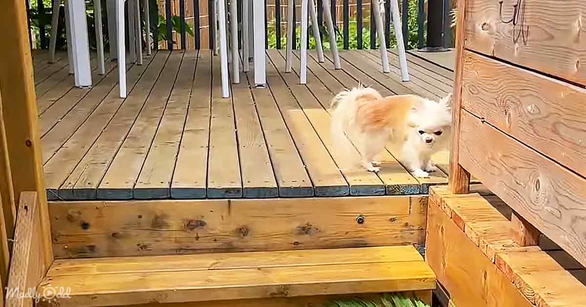 A peek into the life of a tiny Chihuahua named Cedric – Madly Odd!
