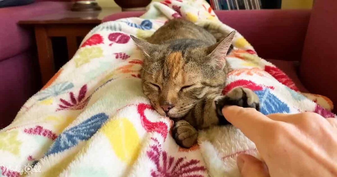 Abandoned Cat “Flora” Left to Fend for Herself on the Streets – Madly Odd!