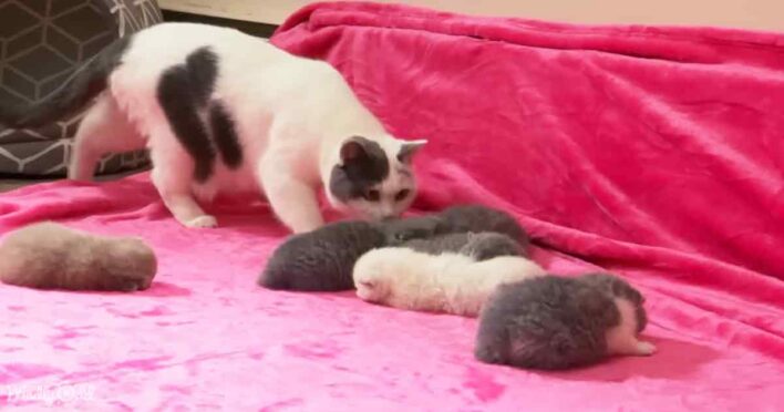 British Shorthair Expertly Trains Kittens in Workplace Skills – Madly Odd!