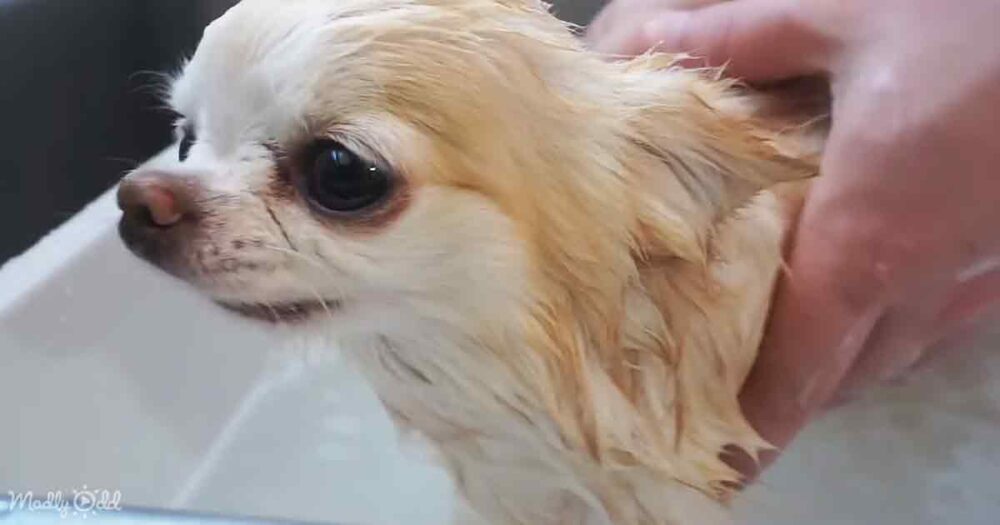 Cedric the Chihuahua’s blissful bathtime adventure – Madly Odd!