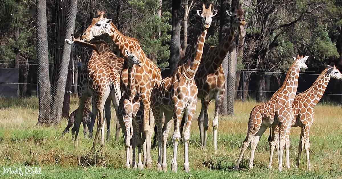 Curious herd welcomes adorable baby giraffe with open arms – Madly Odd!