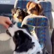 Dog walker’s minibus captures hearts on the internet – Madly Odd!