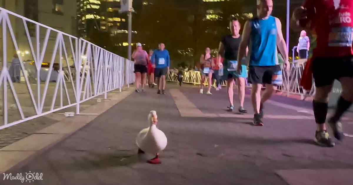 Duck’s daring dash: waddling wonder wins marathon medal and hearts