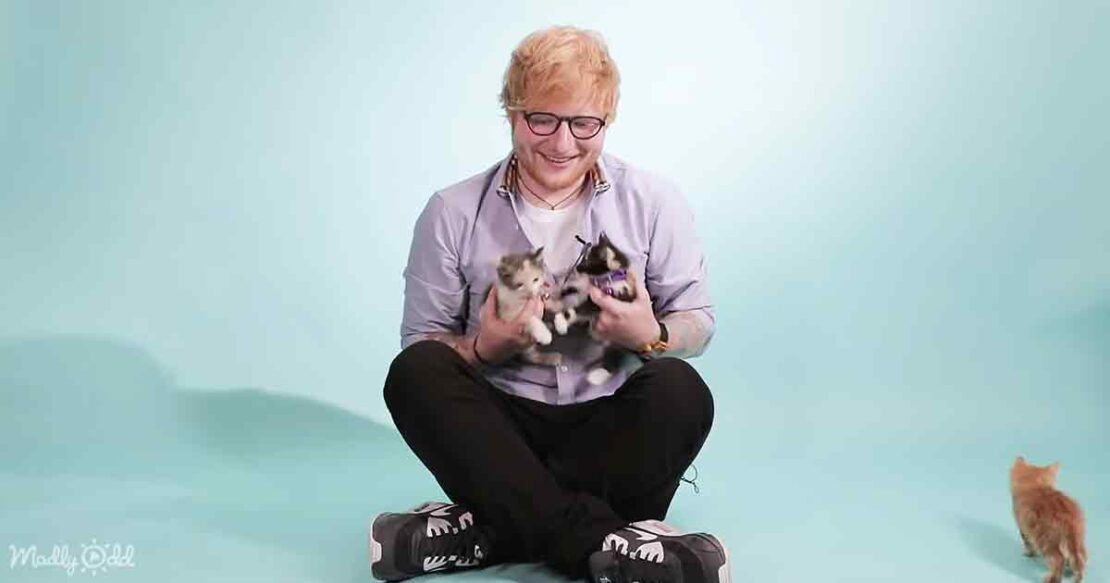 Ed Sheeran falls in love with a little ginger kitten that looks just ...