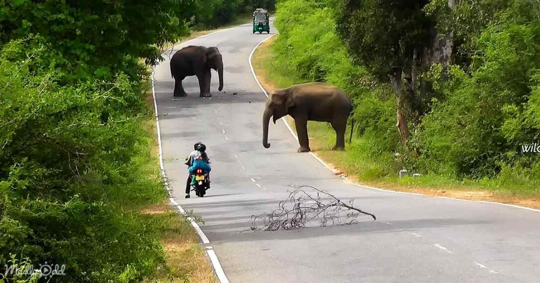 Fearless Woman Calms Rampaging Elephant – Madly Odd!