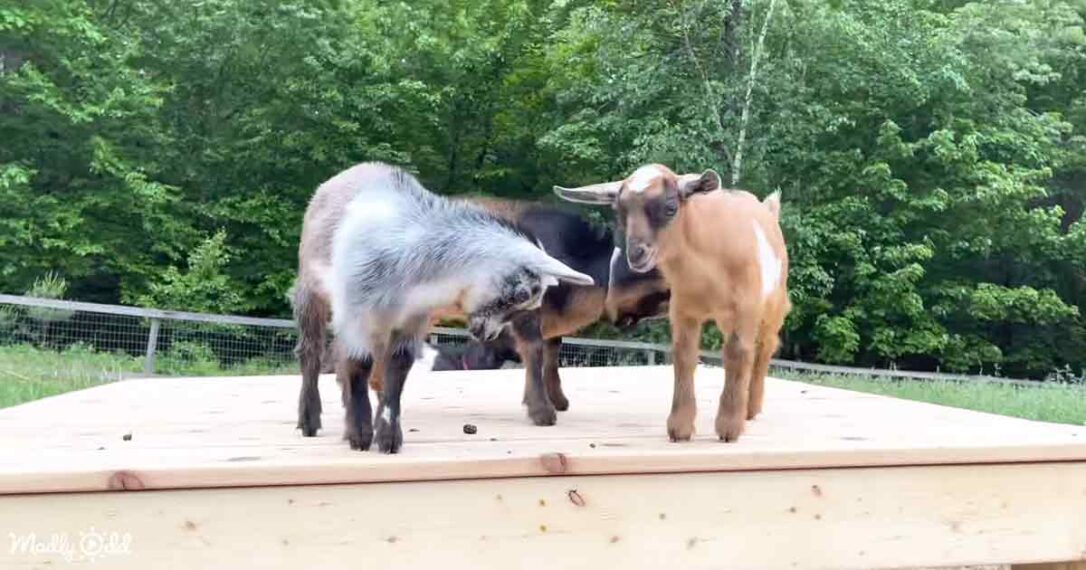 Get Ready for a Lift: Hilarious Goat Playtime! – Madly Odd!