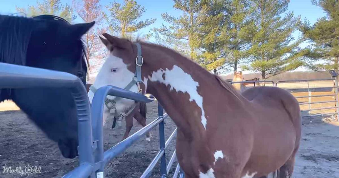 Kramer’s Heartwarming Entrance Captured in Full Video – Madly Odd!