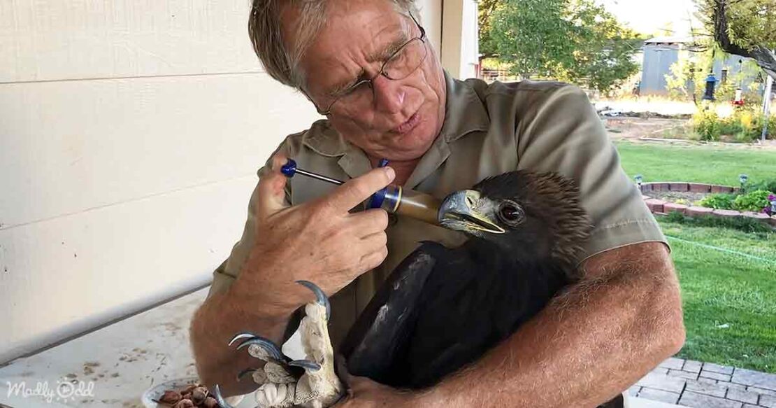 Lifeless eagle found breathing and embarks on a remarkable recovery ...