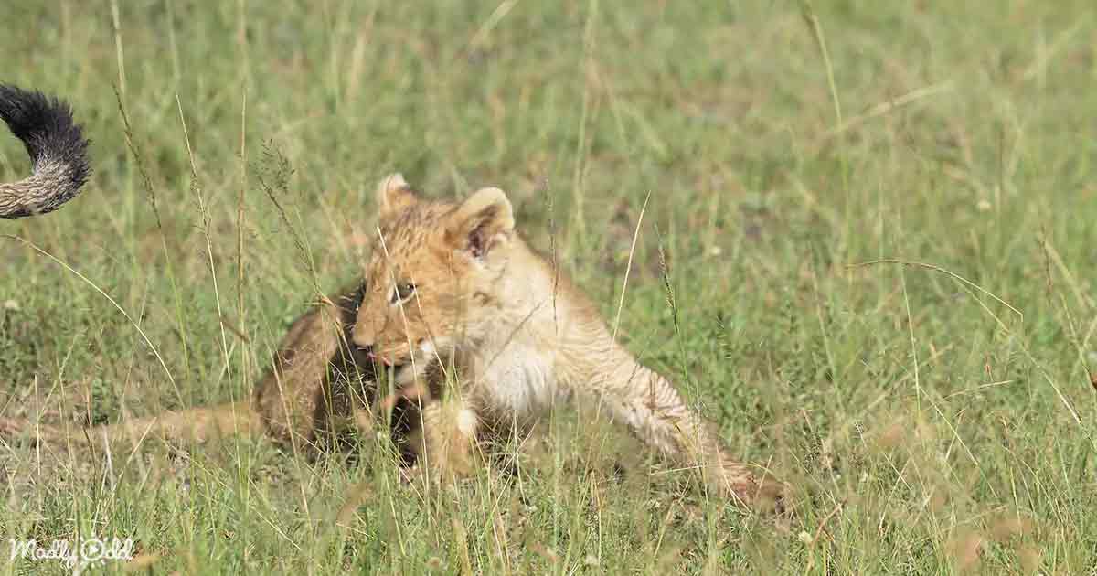 Lost lion cub calls for mom and tugs heartstrings – Madly Odd!