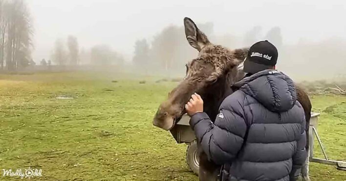Man finds friendship in 1,322-pound emotional support moose – Madly Odd!