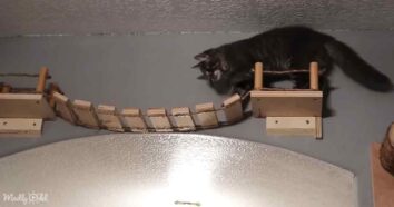 Must-See Ultimate DIY Indoor Cat Playground – Madly Odd!