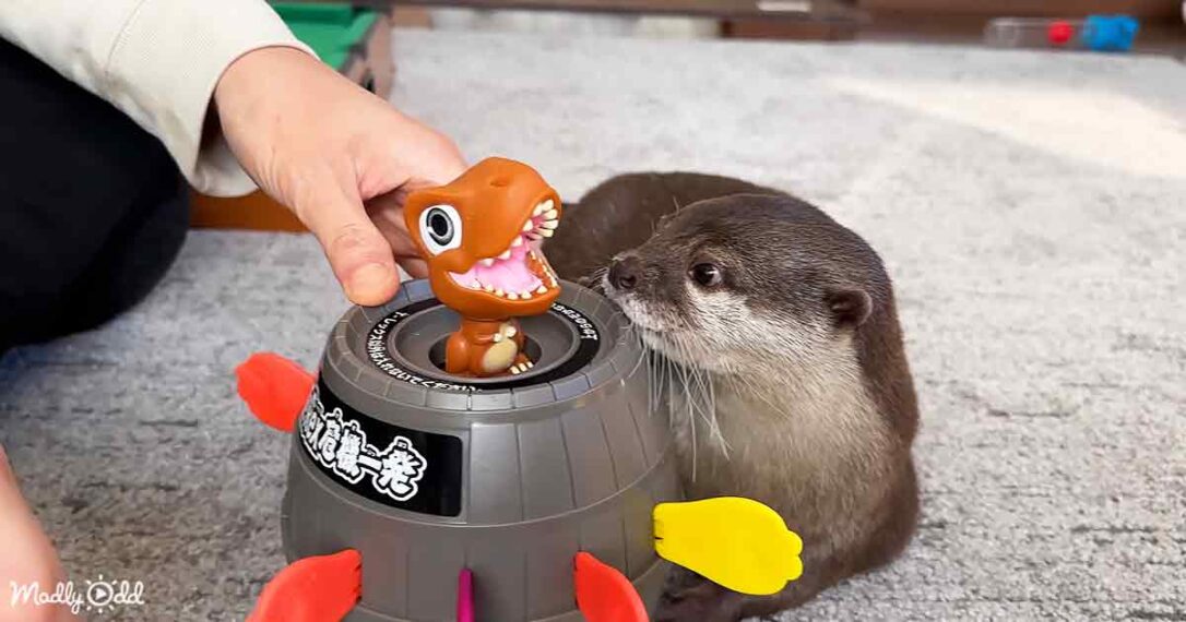 Otter couple’s adorable reactions to Dino’s roar go viral – Madly Odd!