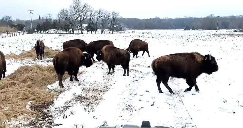 Stunning Drone Footage of Bison Frolicking in the Snow – Madly Odd!