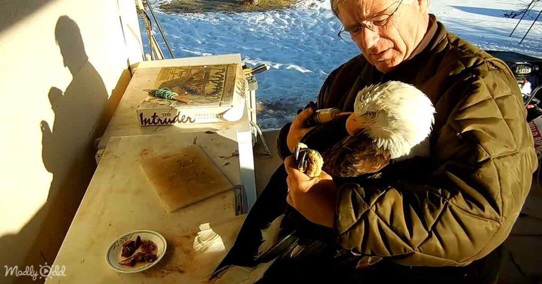 The Unstoppable Bald Eagle That Refused to Give Up in the Face of ...